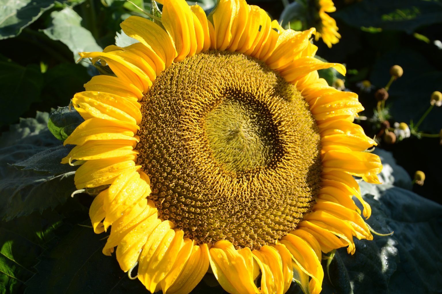 Solrosfrö-odling tillsammans med Blomsterlandet | Skånefrö