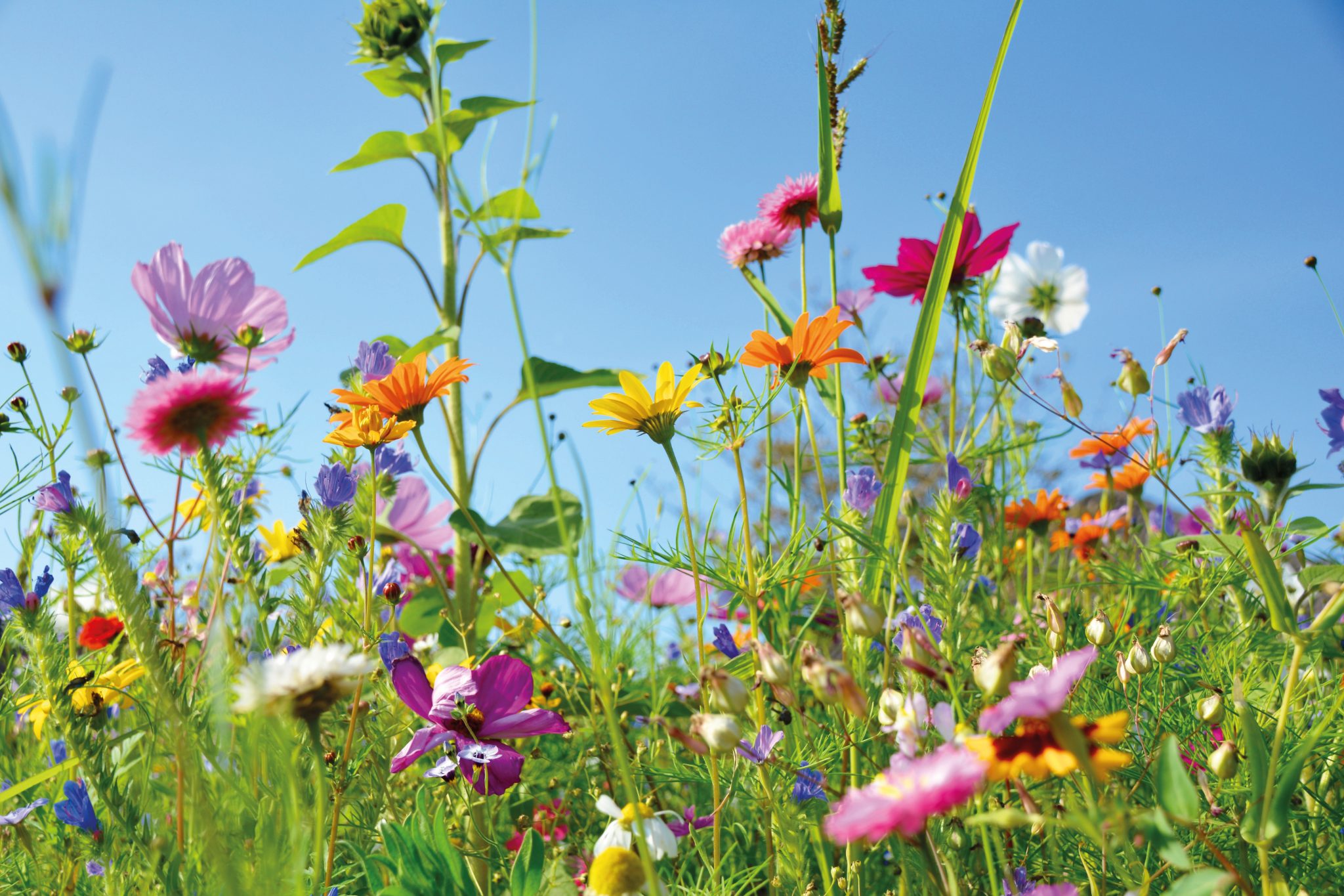 Anlägg en blomsteräng | Skånefrö