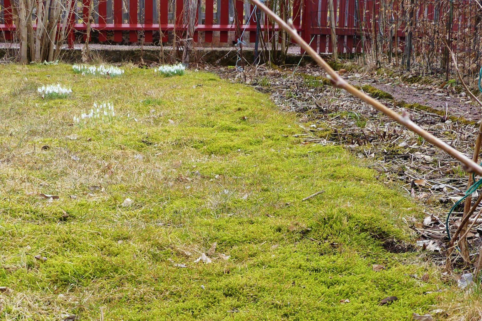 Problem Ogräs I Gräsmattan Skånefrö